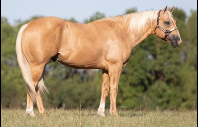 Palomino Quarter Horse Stallion